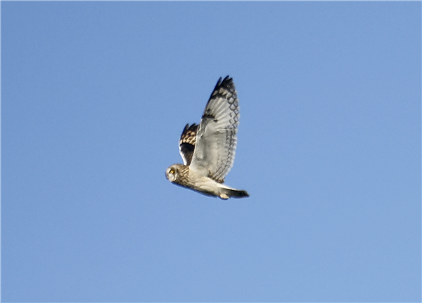 Photo of Short-eared Owl at Willen Lakes, Buckinghamshire - Going ...