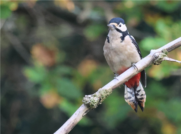 Photo of Great Spotted Woodpecker, Lee Common , 20/11/2025 - Going ...