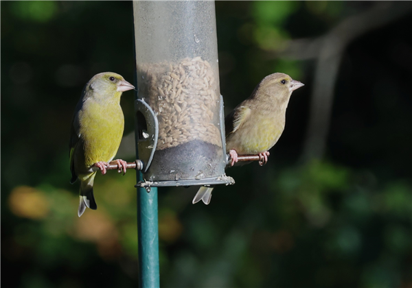 Photo of Greenfinch, Lee Common , 21/11/2025 - Going birding ...