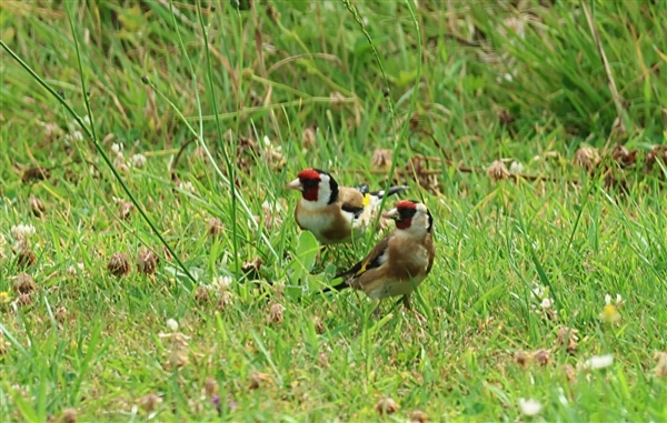 Photo of Goldfinch at Lee Common, Buckinghamshire - Going birding ...