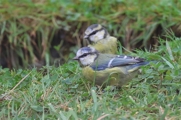 Photo of Blue Tit at Lee Common, Buckinghamshire - Going birding ...