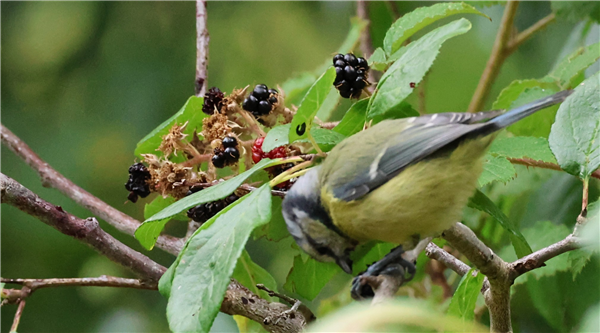 Photo of Blue Tit at Lee Common, Buckinghamshire - Going birding ...