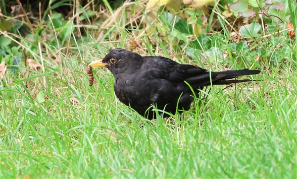 Photo of Blackbird at Lee Common, Buckinghamshire - Going birding ...