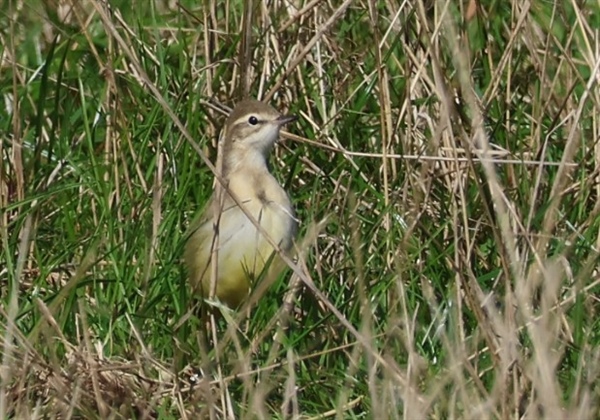 Photo of Yellow Wagtail at Lee Common, Buckinghamshire - Going birding ...
