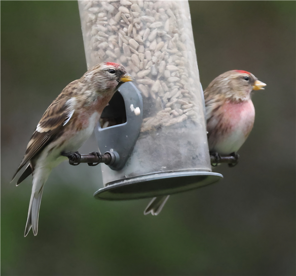 Photo of Redpoll at Lee Common, Buckinghamshire - Going birding ...