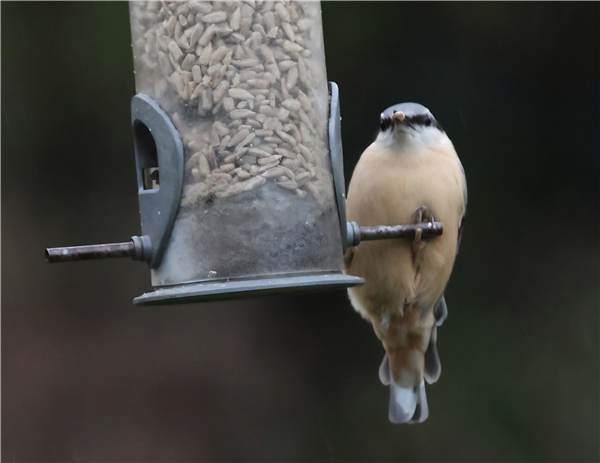Photo of Nuthatch at Lee Common, Buckinghamshire - Going birding ...