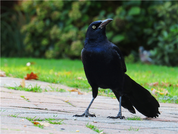Photo of Boat-tailed Grackle at Holbury, Hampshire - Going birding ...