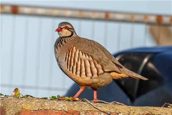 Photo of Red-legged Partridge at Calshot Spit, Hampshire - Going ...
