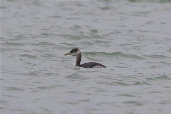 Photo of Red-necked Grebe at Hill Head, Hampshire - Going birding Hampshire