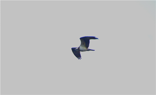 Photo of Osprey at Woolmer Pond, Hampshire - Going birding Hampshire
