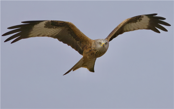 Photo of Red Kite at Martin Down, Hampshire - Going birding Hampshire