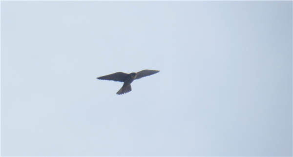 Photo of Hobby, Woolmer Pond, 24/04/2025 - Going birding Hampshire