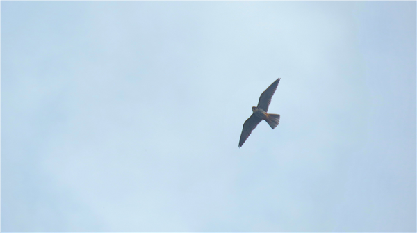 Photo of Hobby at Woolmer Pond, Hampshire - Going birding Hampshire