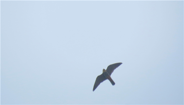 Photo of Hobby at Woolmer Pond, Hampshire - Going birding Hampshire