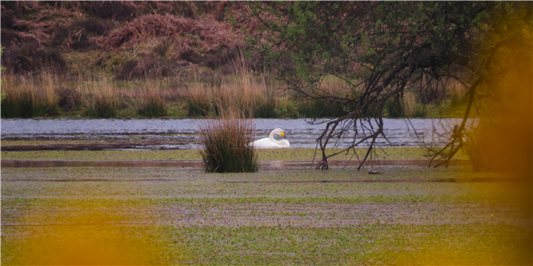 Photo of Whooper Swan, Woolmer Pond, 27/04/2025 - Going birding Hampshire