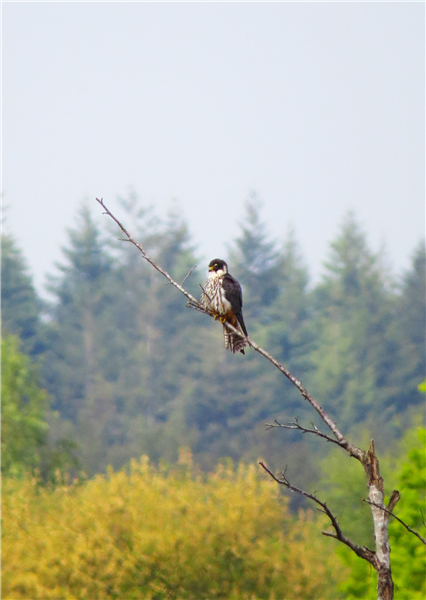 Photo of Hobby, Woolmer Pond, 13/05/2025 - Going birding Hampshire