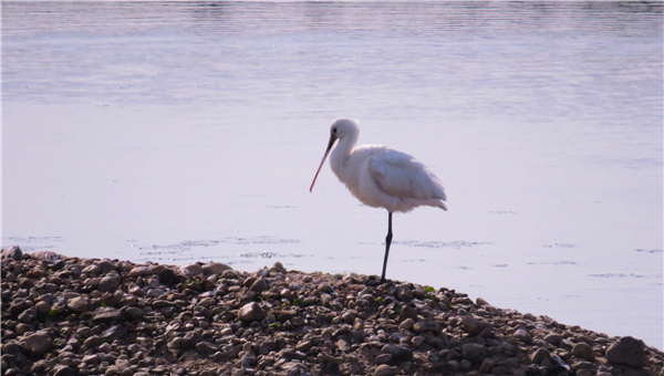 Photo of Spoonbill at Farlington Marshes, Hampshire - Going birding ...