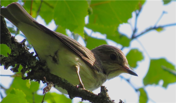 Photo of Spotted Flycatcher, Woolmer Pond, 14/05/2025 - Going birding ...