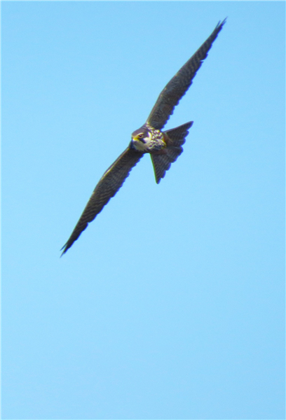 Photo of Hobby at Woolmer Pond, Hampshire - Going birding Hampshire