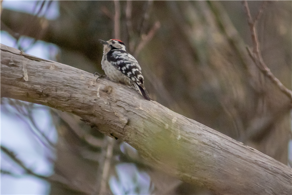 Photo of Lesser Spotted Woodpecker - Going birding Hampshire
