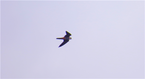 Photo of Hobby at Woolmer Pond, Hampshire - Going birding Hampshire