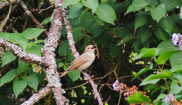 Photo of Garden Warbler at Woolmer Pond Cottage, Hampshire - Going ...