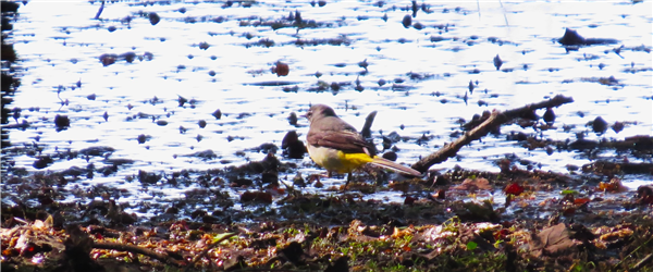 Photo of Grey Wagtail at Woolmer Pond Cottage, Hampshire - Going ...