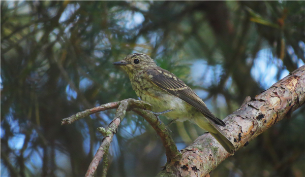 Photo of Spotted Flycatcher at Woolmer Forest, Hampshire - Going ...