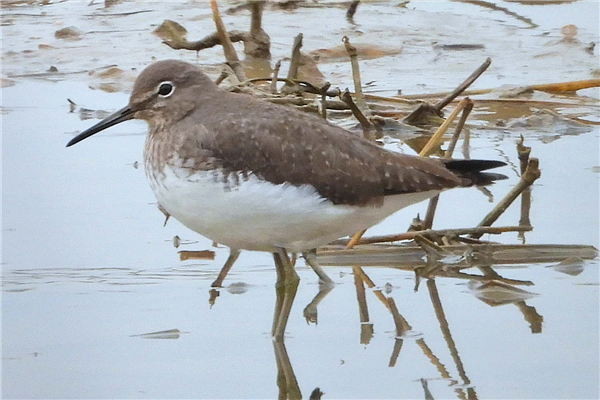 Photo of Green Sandpiper, Merstone cycle track, 19/02/2025 - Going ...